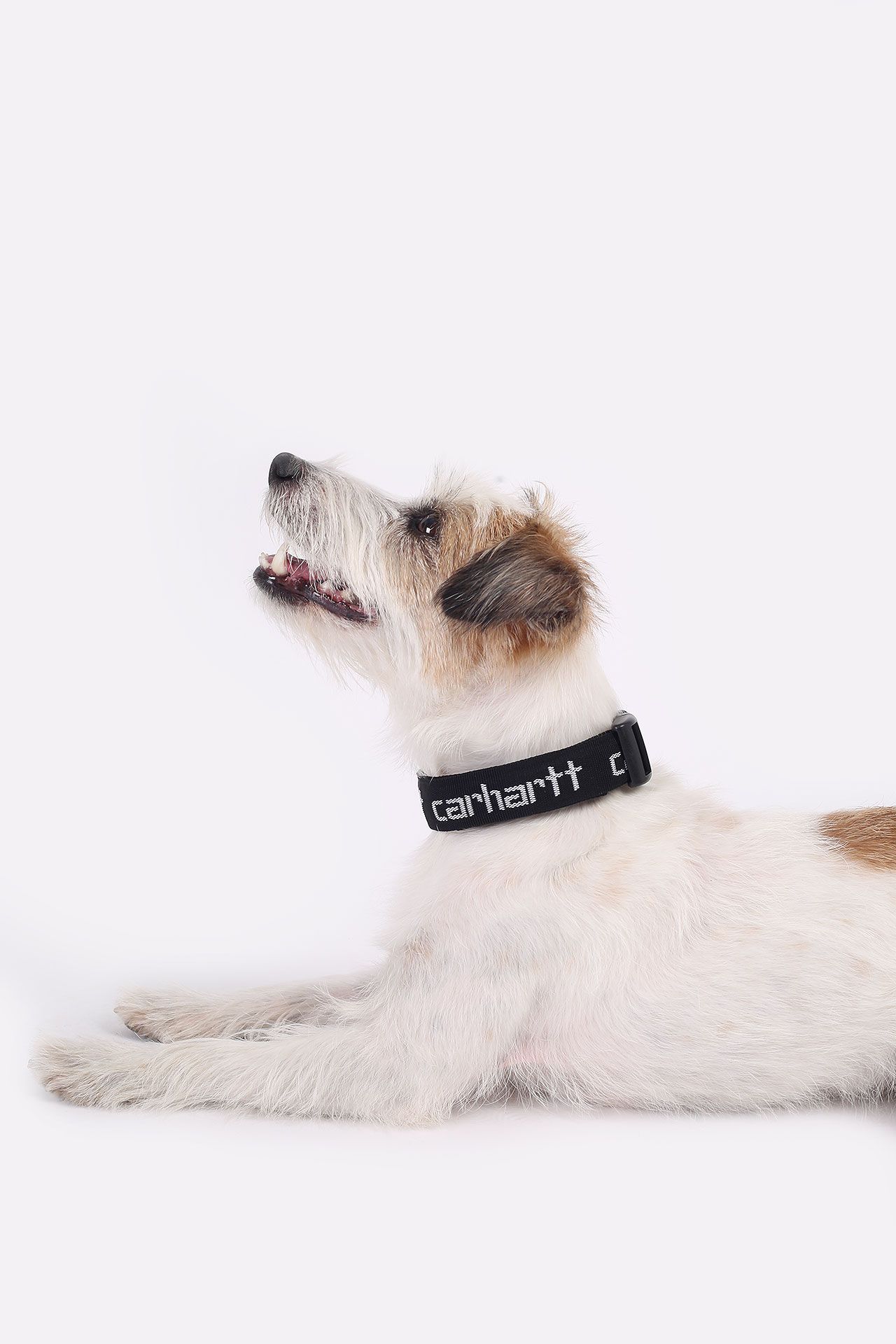 Ошейник, поводок Carhartt WIP Script Dog Leash&Collar (I030251-black/white) - купить оригинал в ...